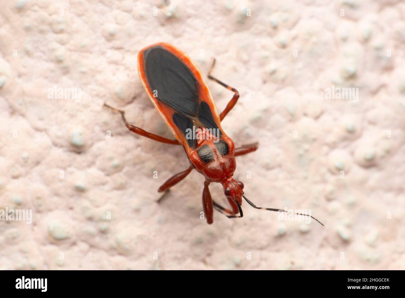 Red assassin bug, Satara, Maharashtra, India Stock Photo - Alamy