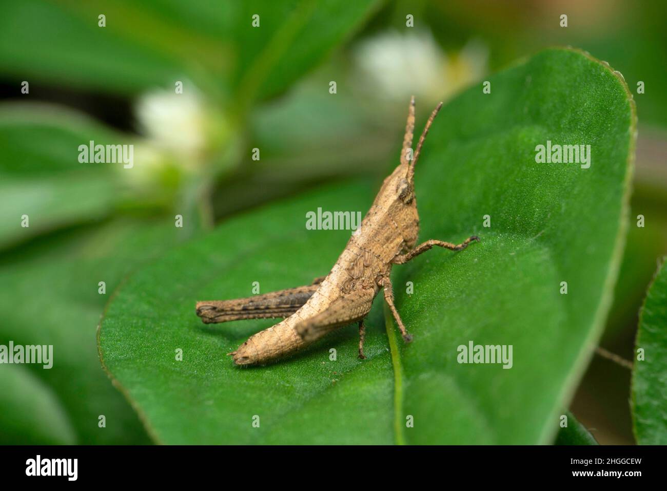 Grey leaf grasshopper on leaf, Satara, Maharashtra, India Stock Photo ...