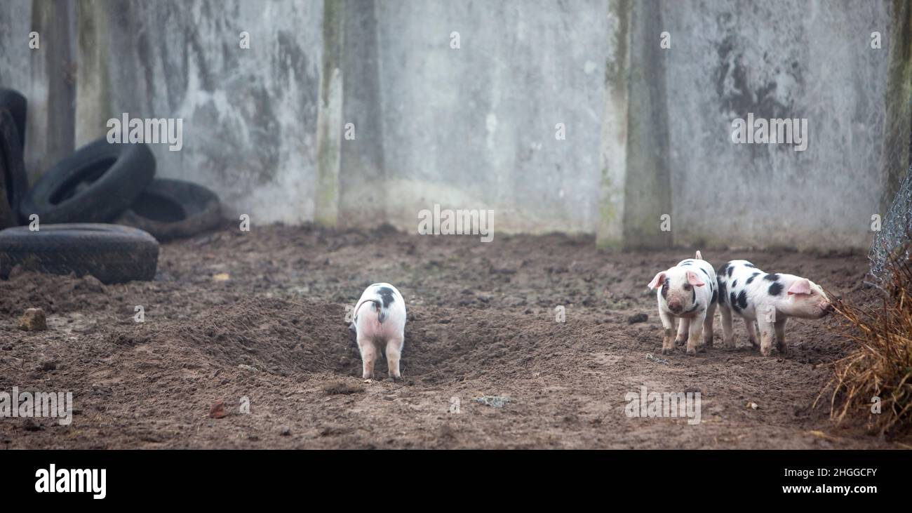 spotted piglets on organic farm in the netherlands Stock Photo - Alamy