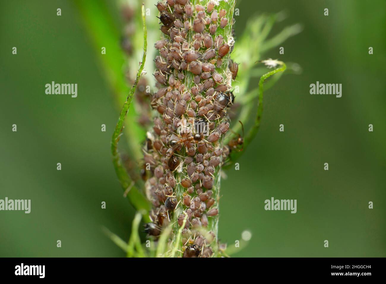 Babies of bug insect, Satara, Maharashtra, India Stock Photo - Alamy