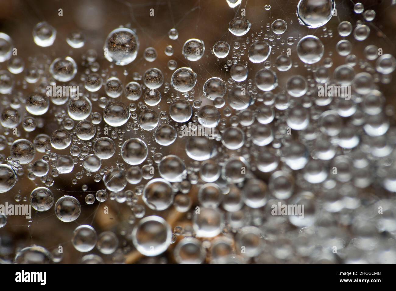 Droplets in spider web, Satara, Maharashtra, India Stock Photo - Alamy