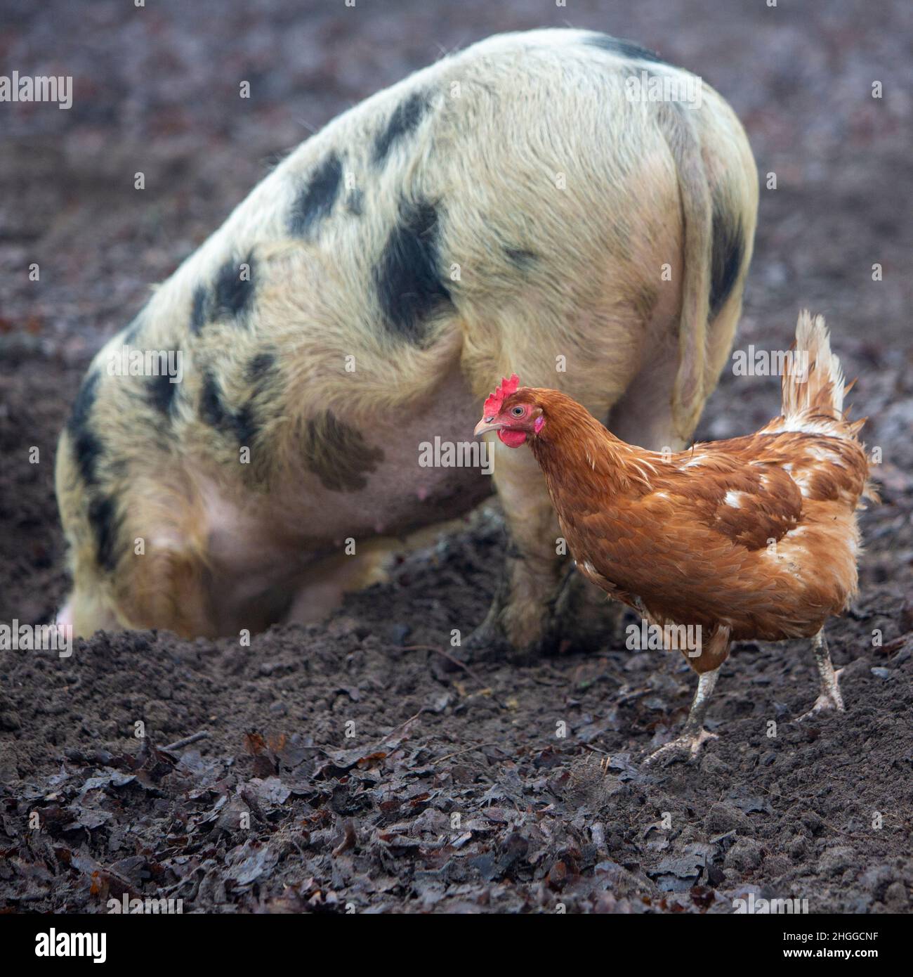pig roots in mud and chickens roam freely on organic farm in holland ...
