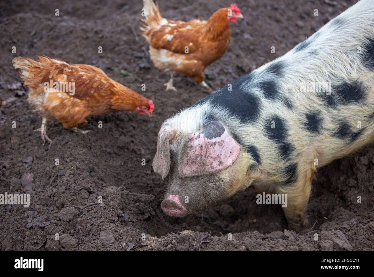 pig roots in mud and chickens roam freely on organic farm in holland ...