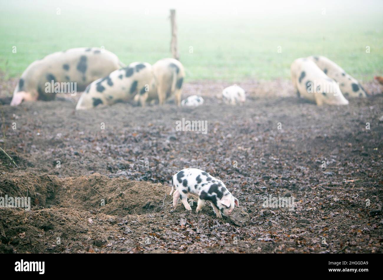 spotted piglets on organic farm in the netherlands Stock Photo - Alamy