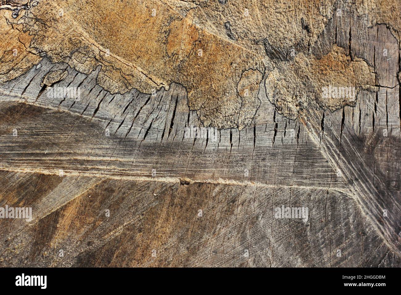 A full frame closeup of the cut section of a huge old oak tree trunk ...