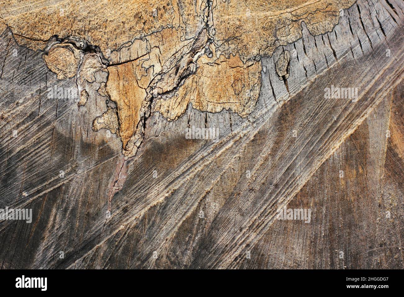 A full frame closeup of the cut section of a huge old oak tree trunk ...