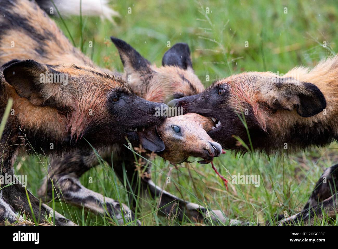 African wild dogs (Lycaon pictus) , Africa's second most endangered ...