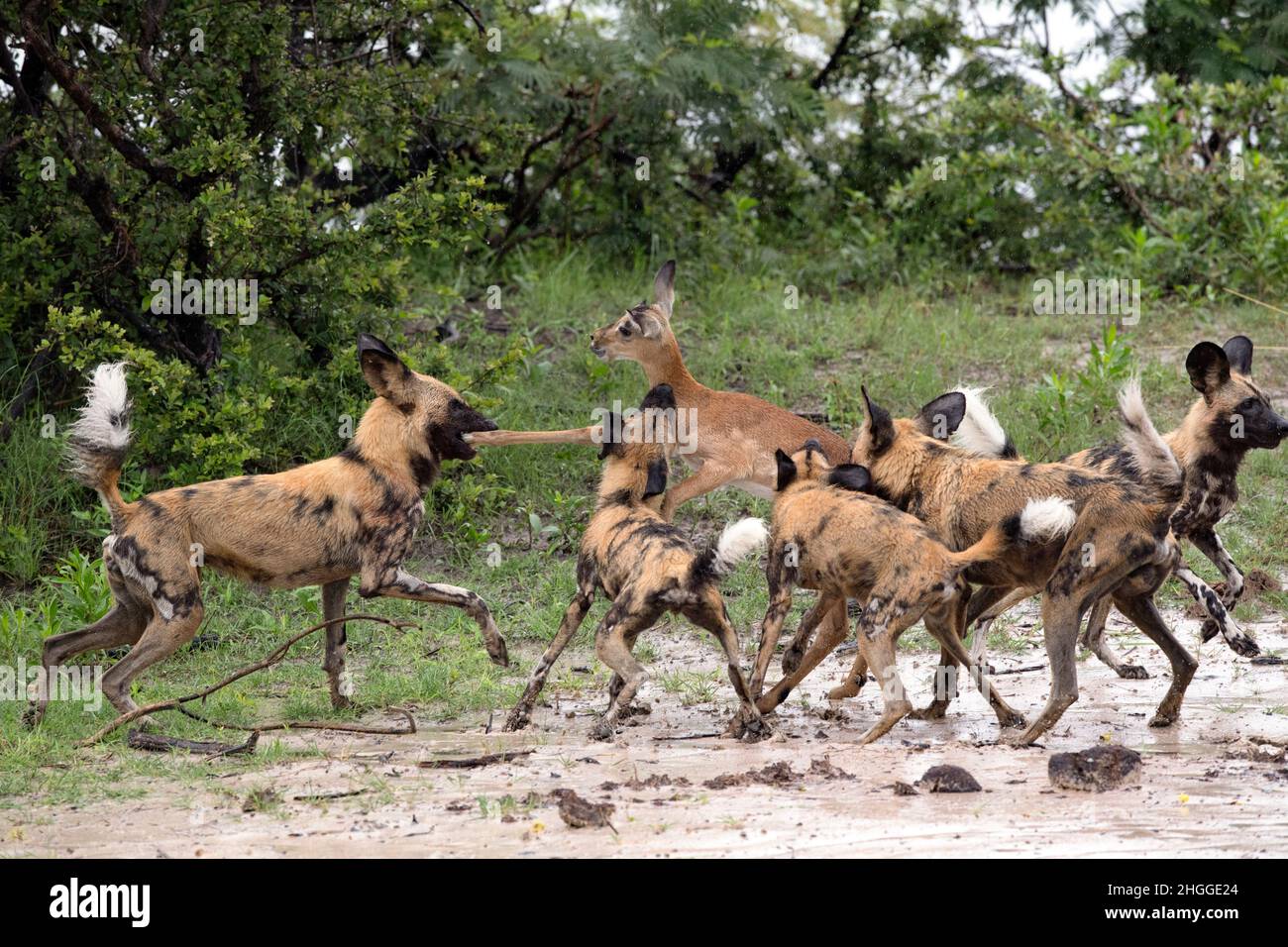 African wild dogs (Lycaon pictus) , Africa's second most endangered ...