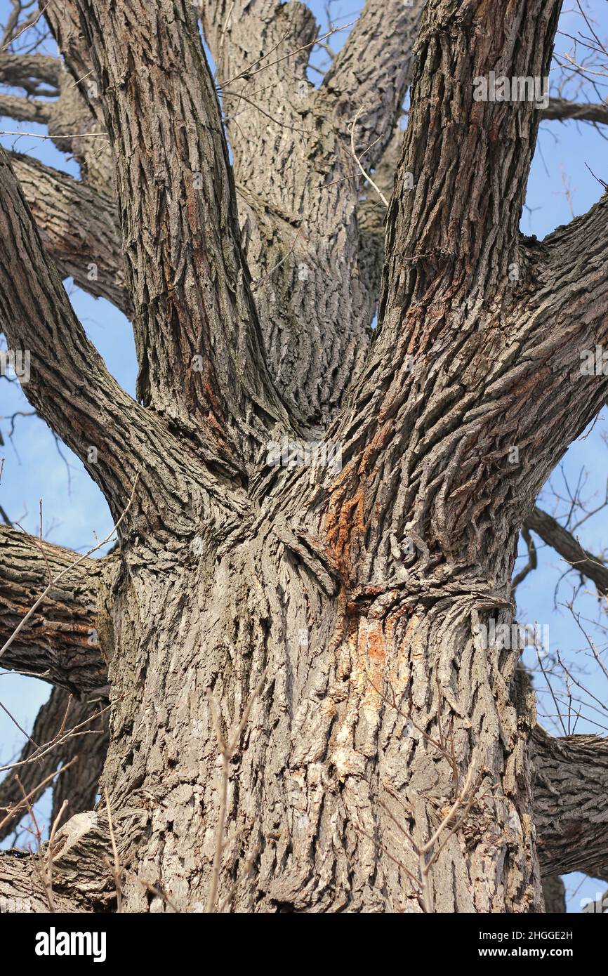 The thick tree trunk of an old oak tree Stock Photo - Alamy