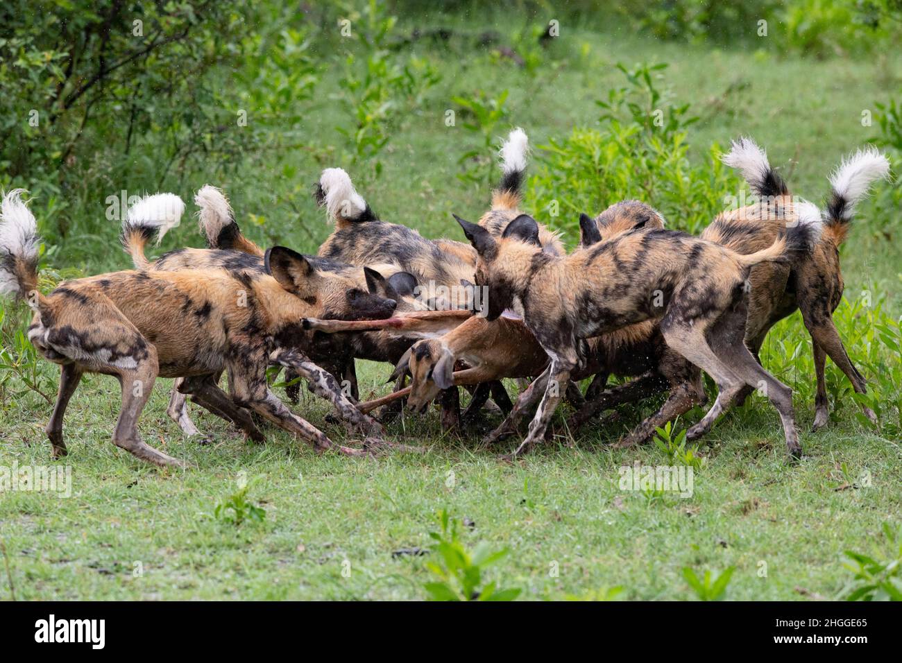 African wild dogs (Lycaon pictus) , Africa's second most endangered ...