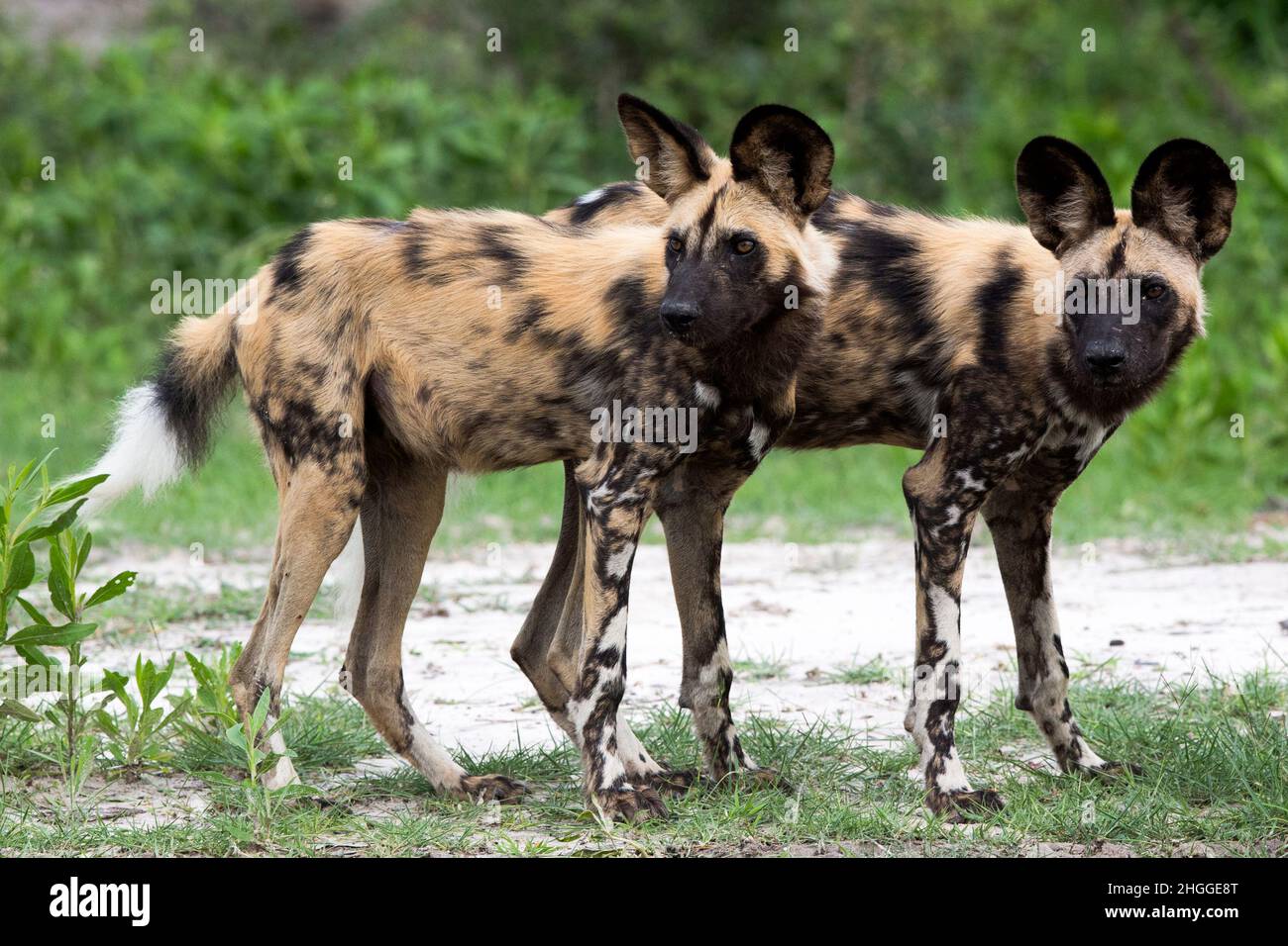 The African wild dogs (Lycaon pictus), also called the painted dogs, or ...