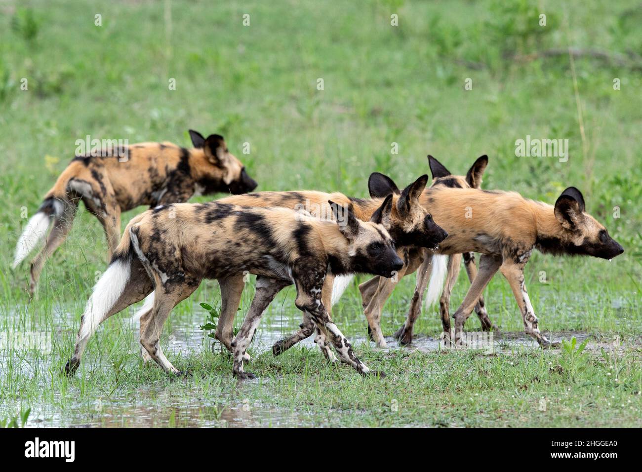 The African wild dogs (Lycaon pictus), also called the painted dogs, or ...
