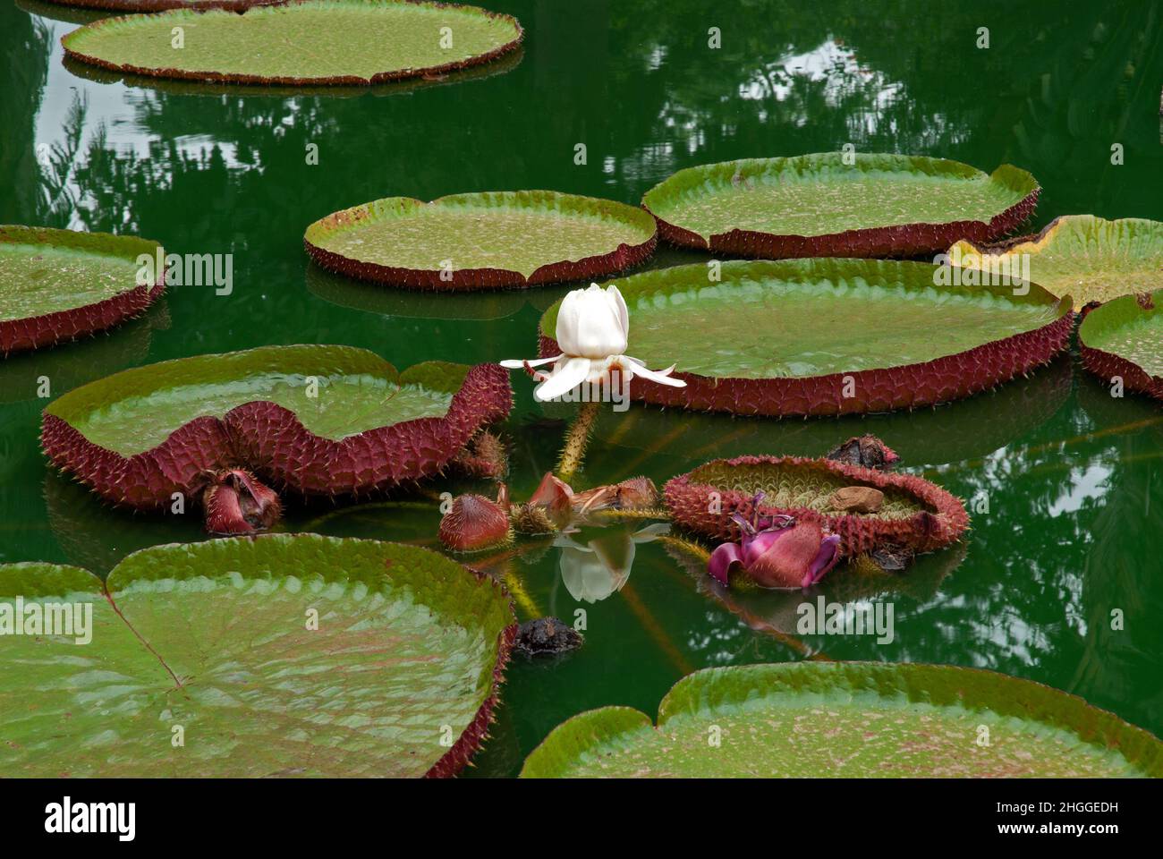 Victoria amazonica is the largest of the water lily family Nymphaeaceae ...