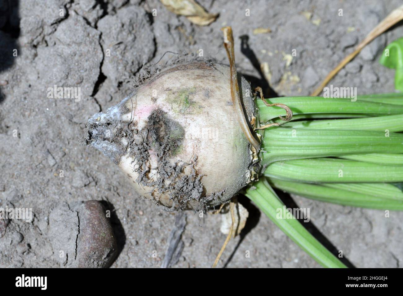 Root rot of beet - beet disease caused by fungus Aphanomyces euteiches ...