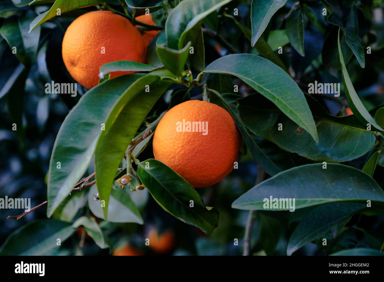 Malaga orange trees hi-res stock photography and images - Alamy