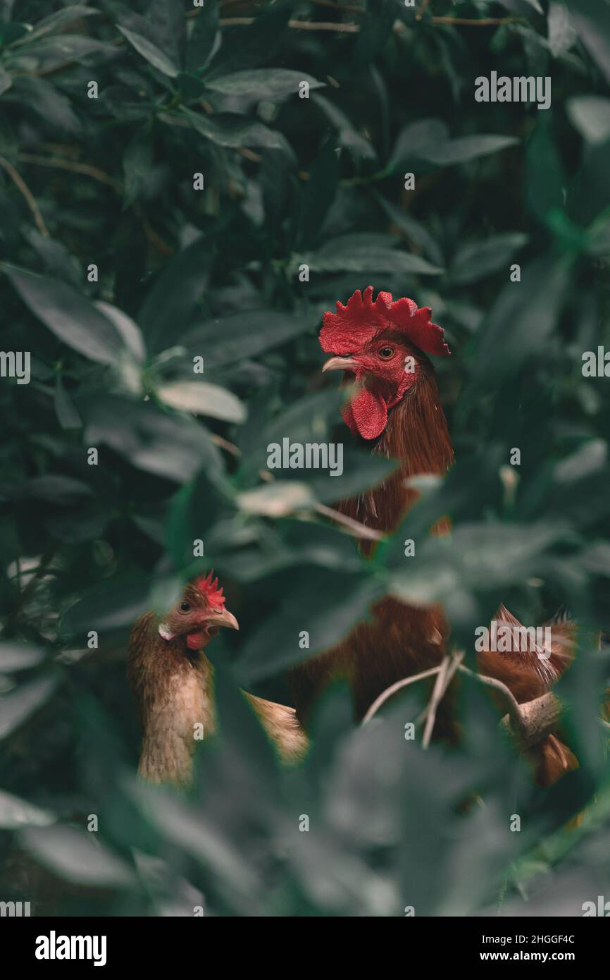 Bush chicken hi-res stock photography and images - Alamy