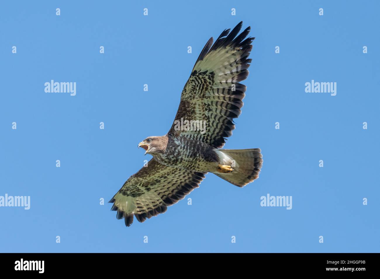 A common buzzard flying across the sky. LINCOLN, UK: GLORIOUS pictures ...