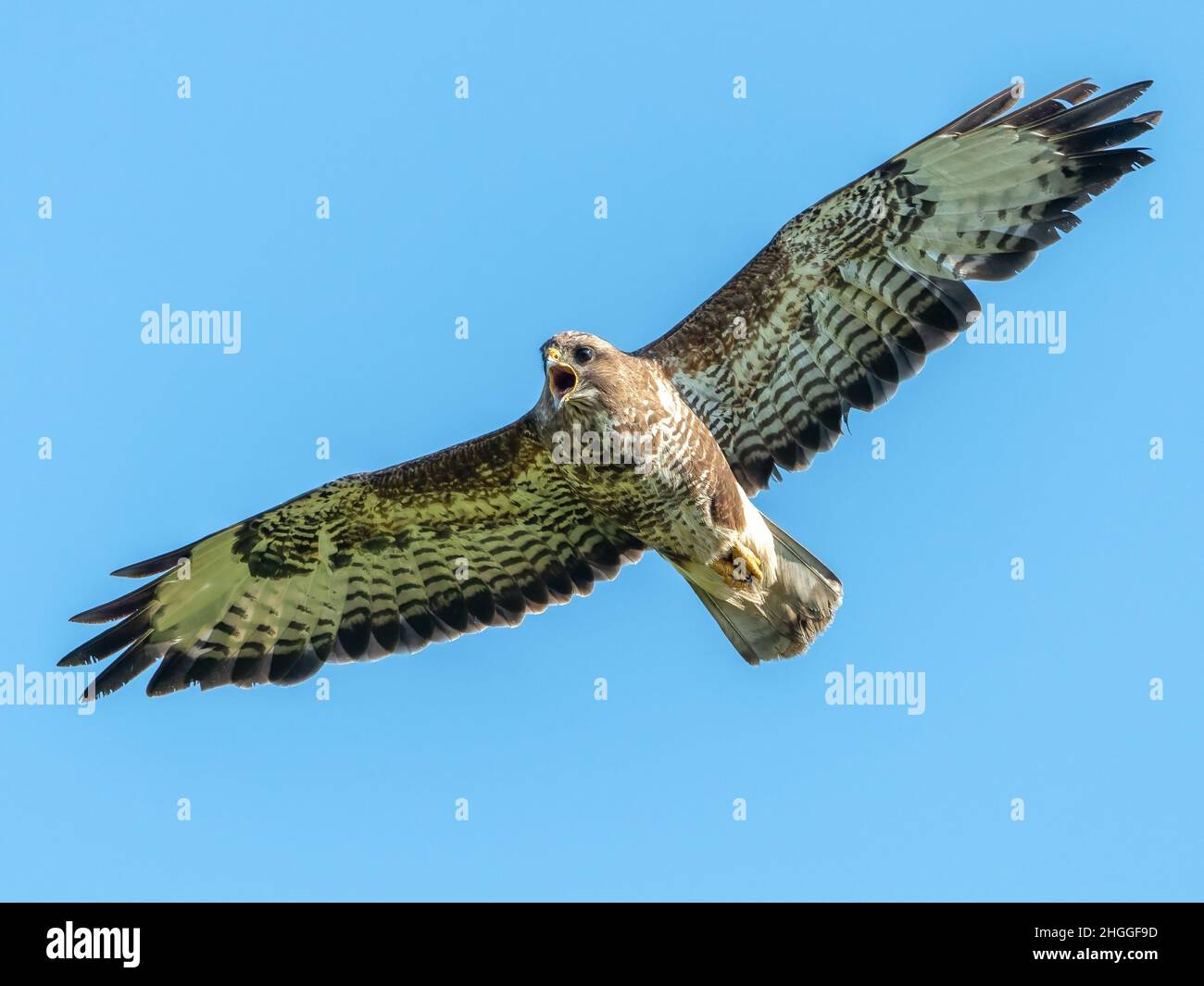 A common buzzard with a 1.5-meter wingspan. LINCOLN, UK: GLORIOUS ...