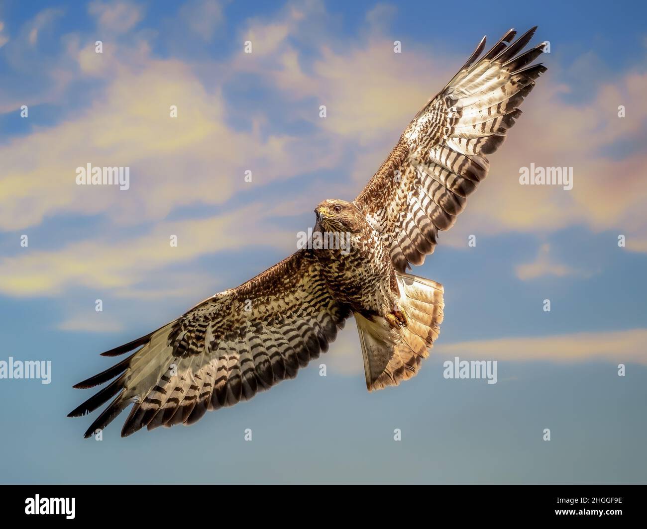 A buzzard flying in broad sunshine. LINCOLN, UK: GLORIOUS pictures of a ...