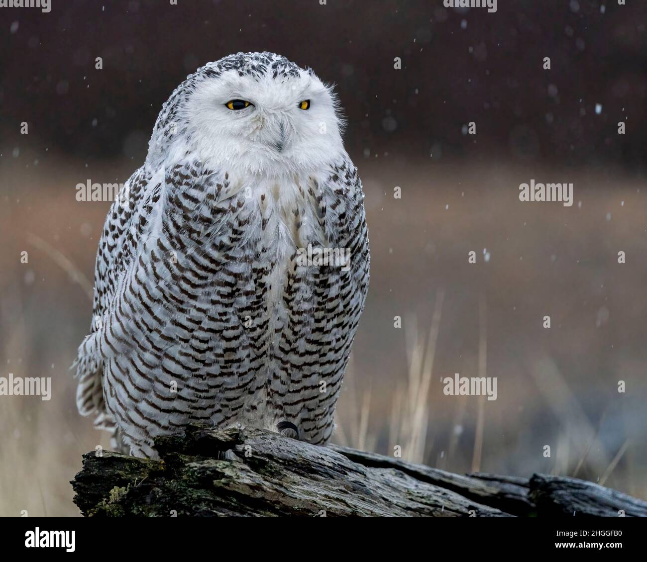 The 60cm tall snowy owl sitting on a branch. METRO VANCOUVER, CANADA ...
