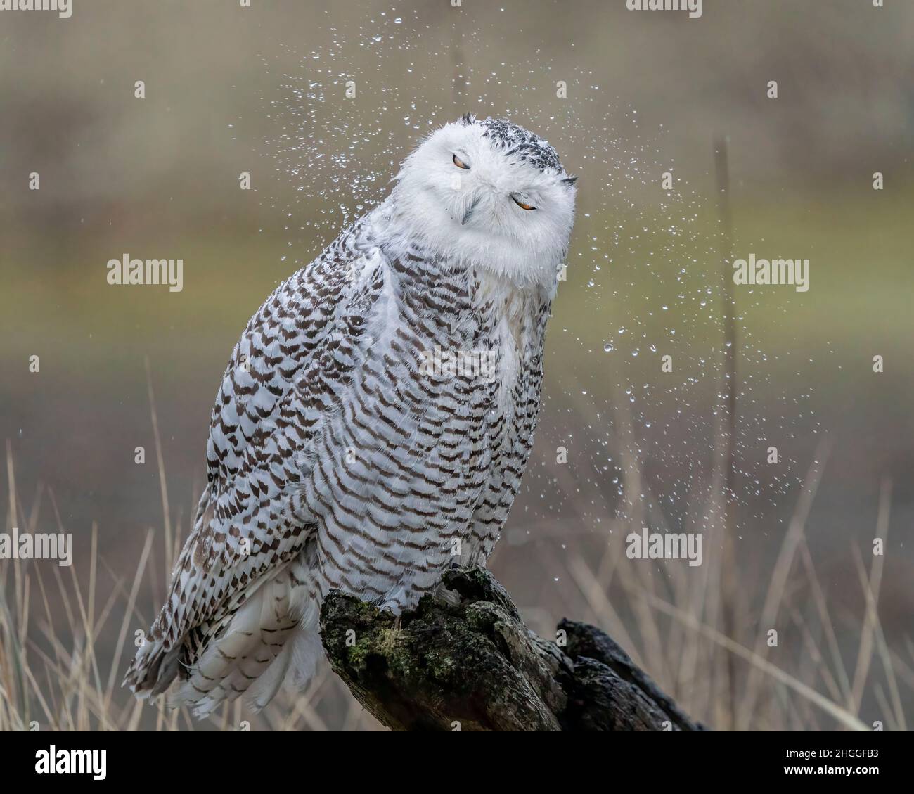 The owl shaking off water droplets from the rain. METRO VANCOUVER ...