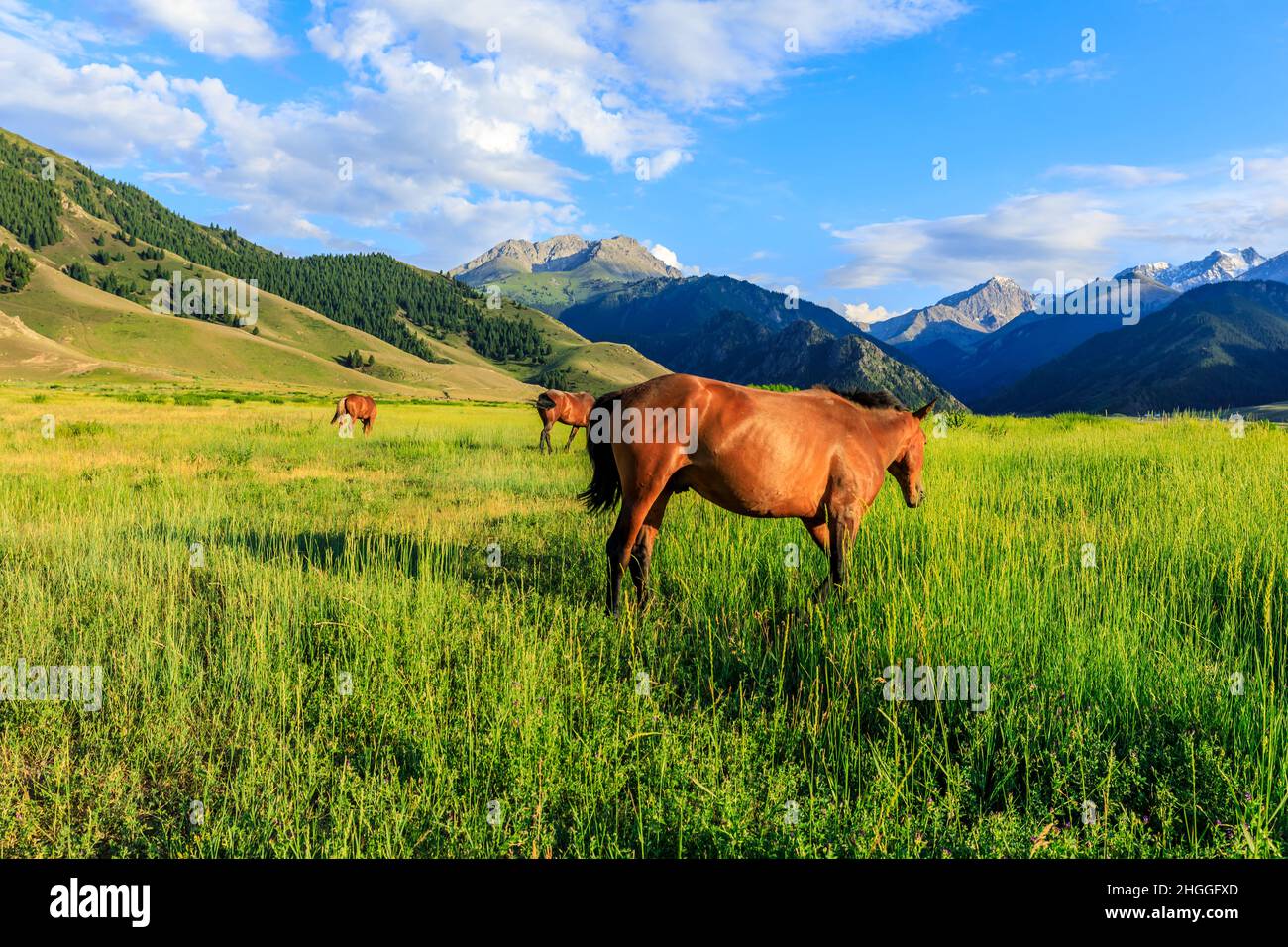 Horse spring hi-res stock photography and images - Alamy