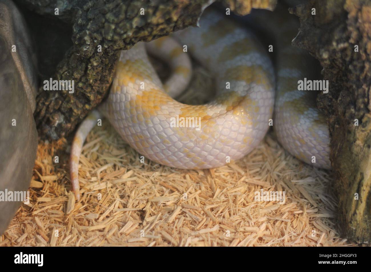 Live snake hanging around its natural environment and home Stock Photo ...