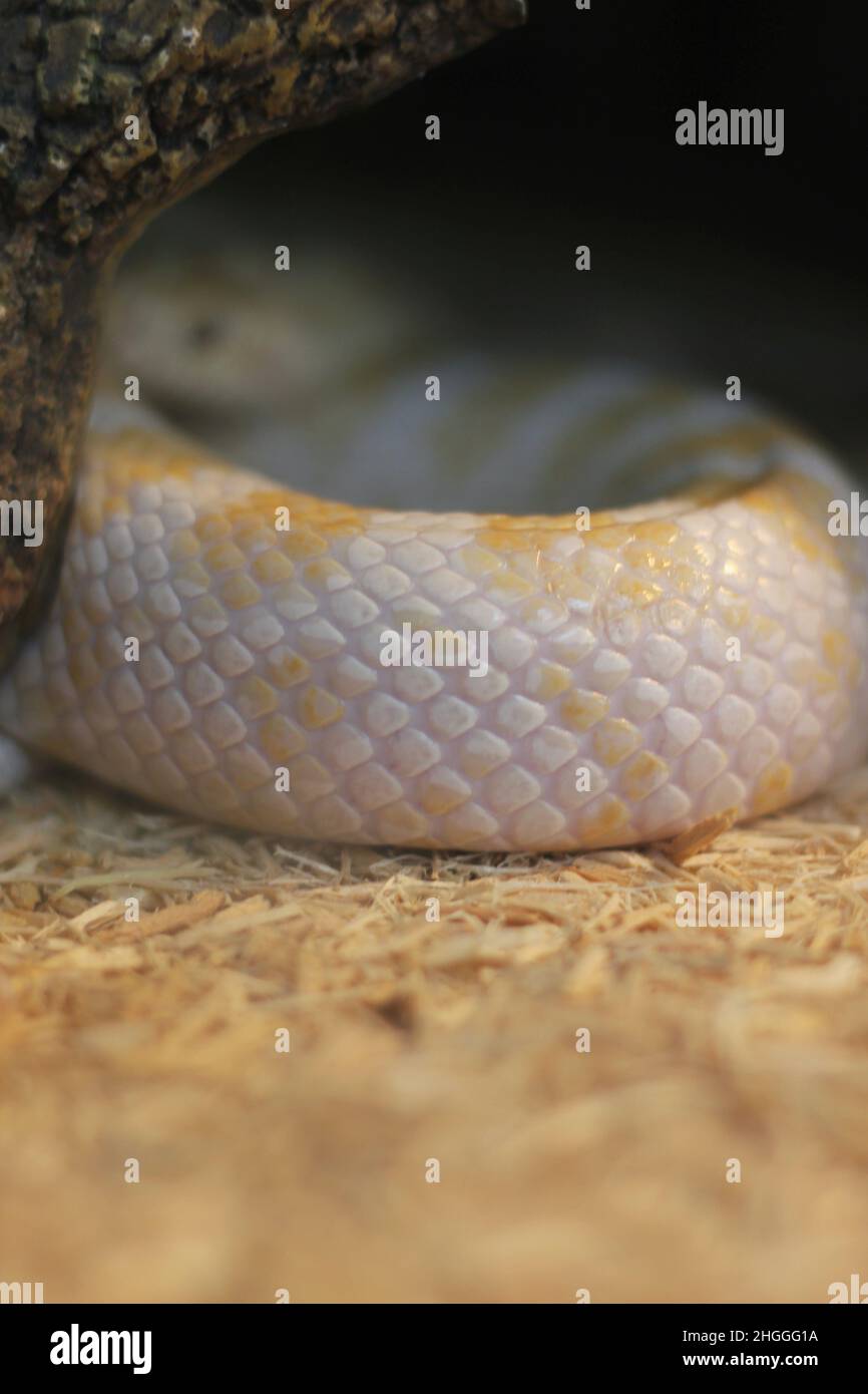 Reptile tank home hi-res stock photography and images - Alamy