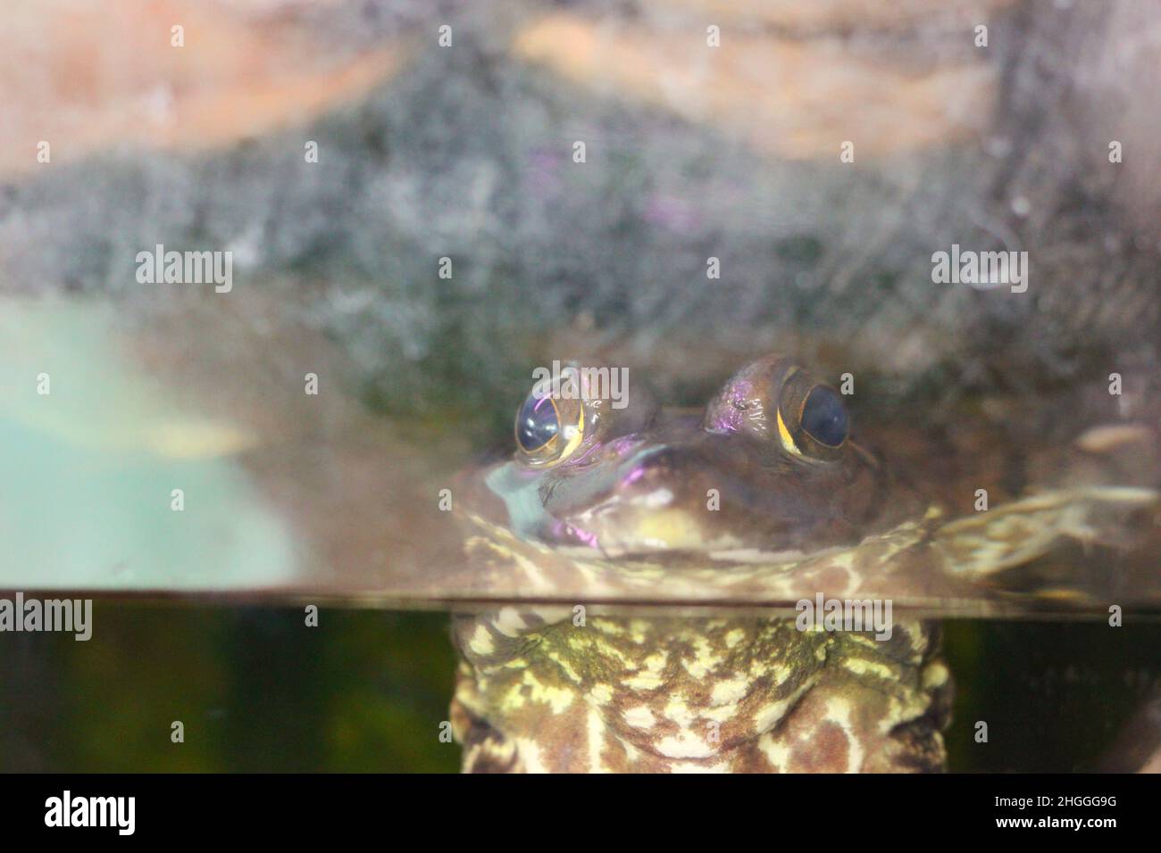 Adult bullfrog swimming around the aquatic tank Stock Photo - Alamy