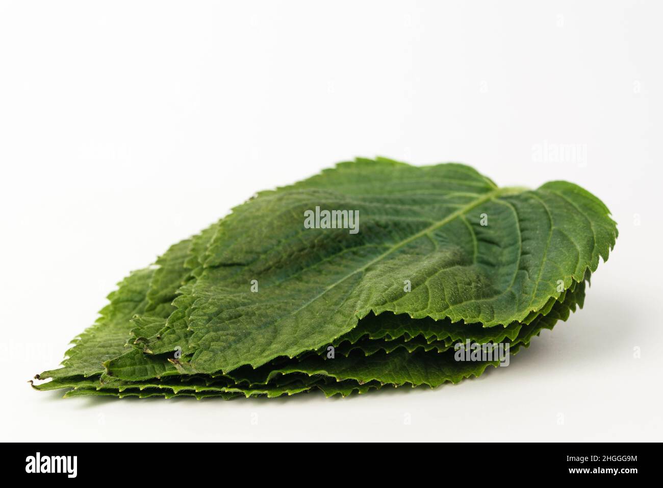 Sesame leaves on a white background Stock Photo - Alamy