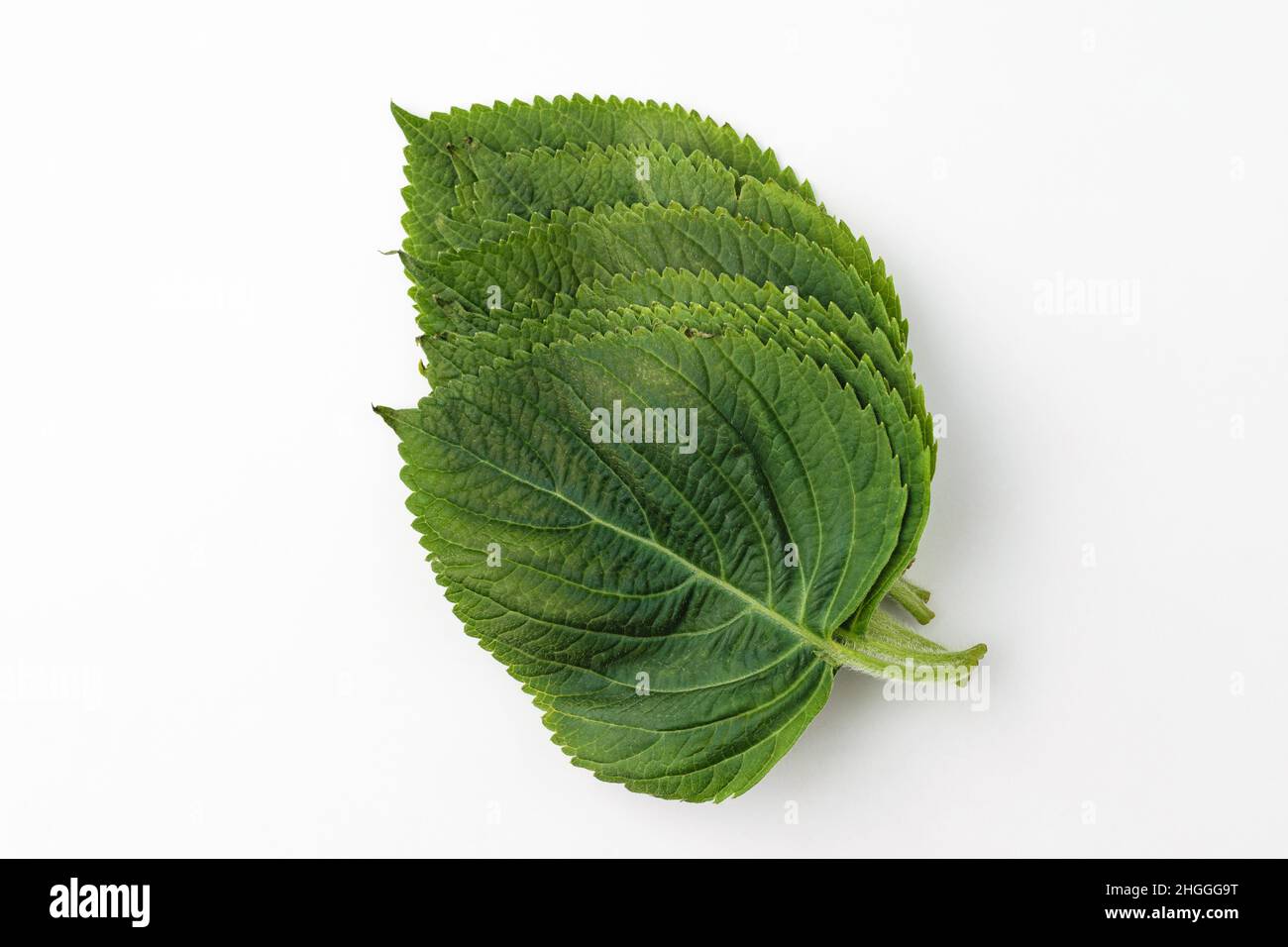 Sesame leaf plant hi-res stock photography and images - Alamy