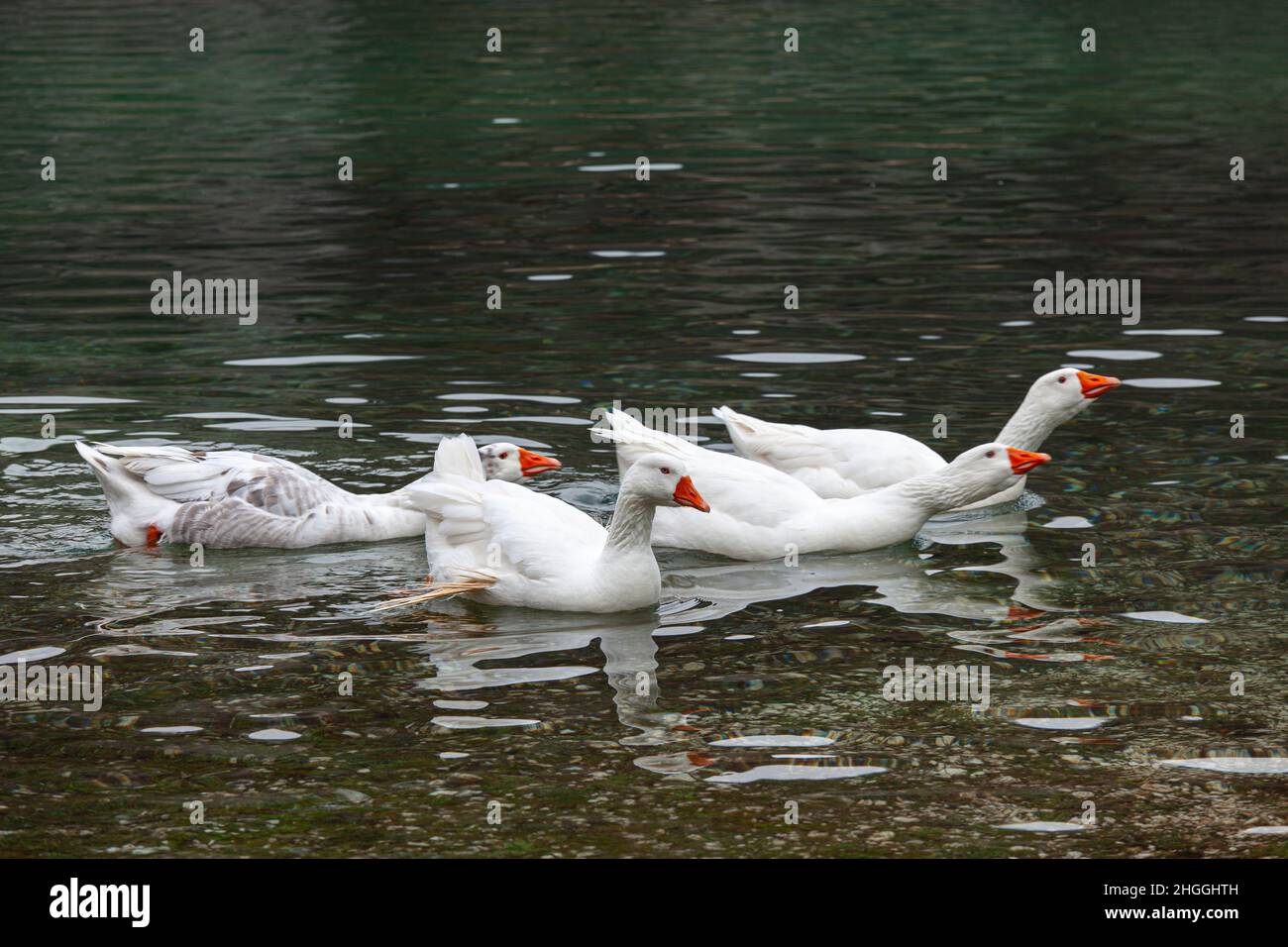 Wild geese with white plumage swim in the clear waters of Lake San ...