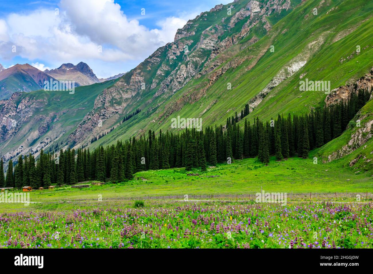 Mountain and grassland with forest scenery in Xiata Scenic Area ...
