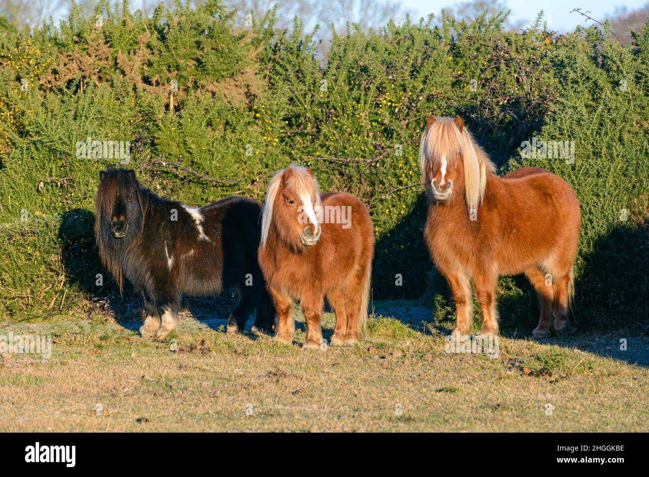 Shetland type ponies hi-res stock photography and images - Alamy
