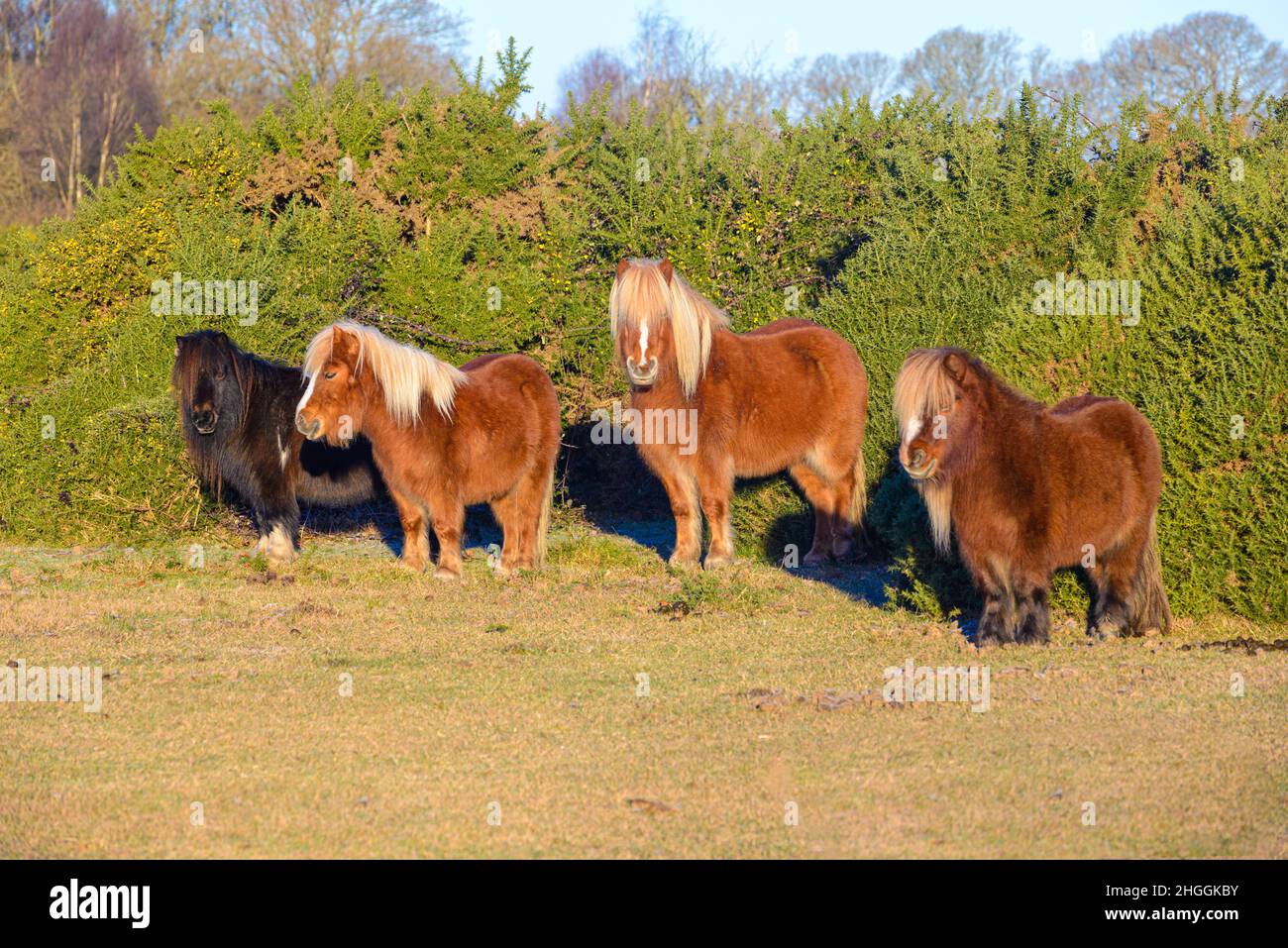 Shetland type ponies hi-res stock photography and images - Alamy