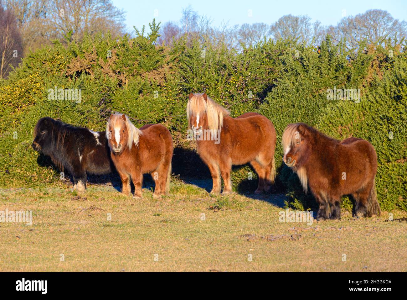 Shetland type ponies hi-res stock photography and images - Alamy