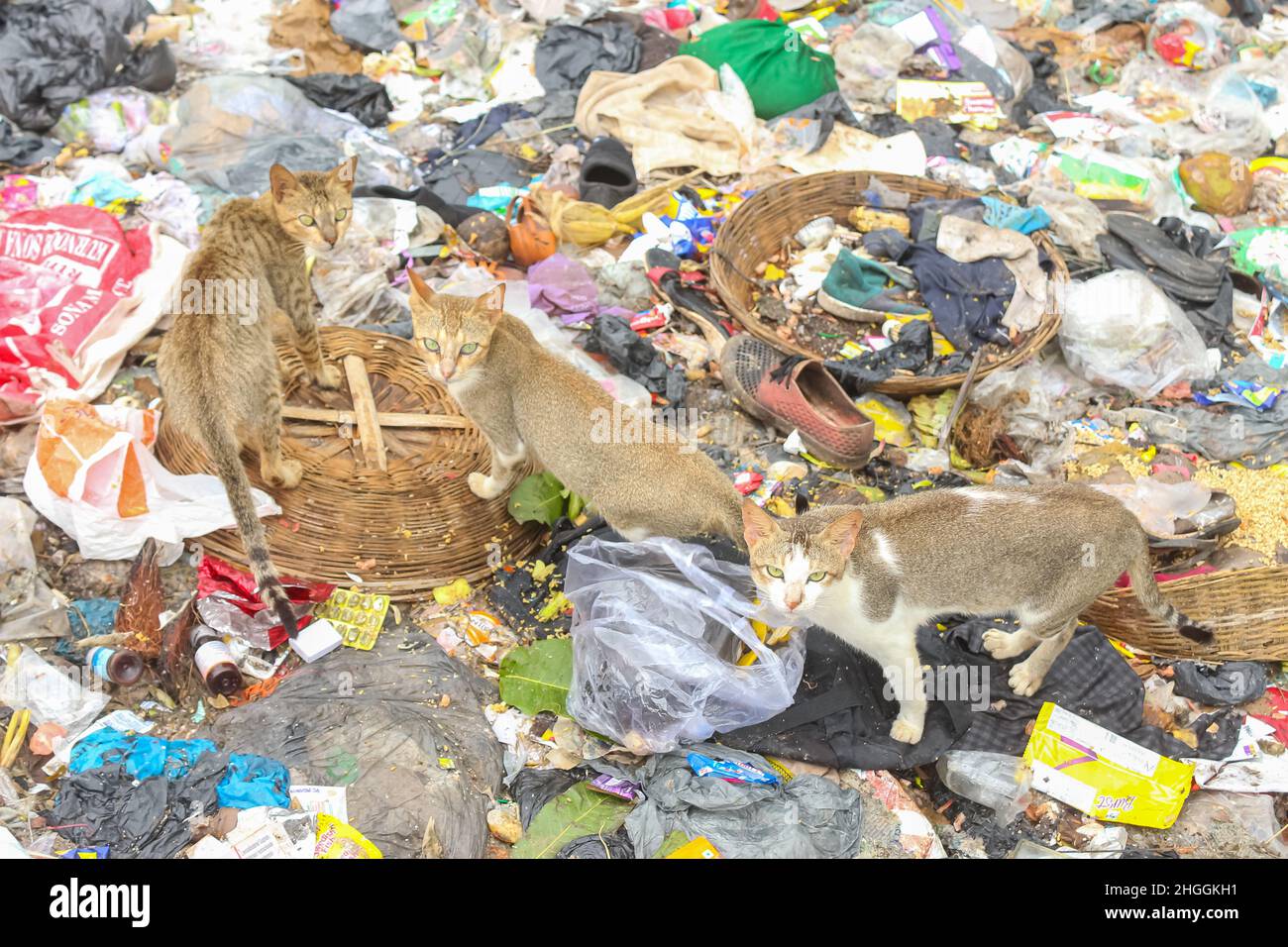 Cats in the Garbage, Mumbai, Maharashtra, India Stock Photo - Alamy