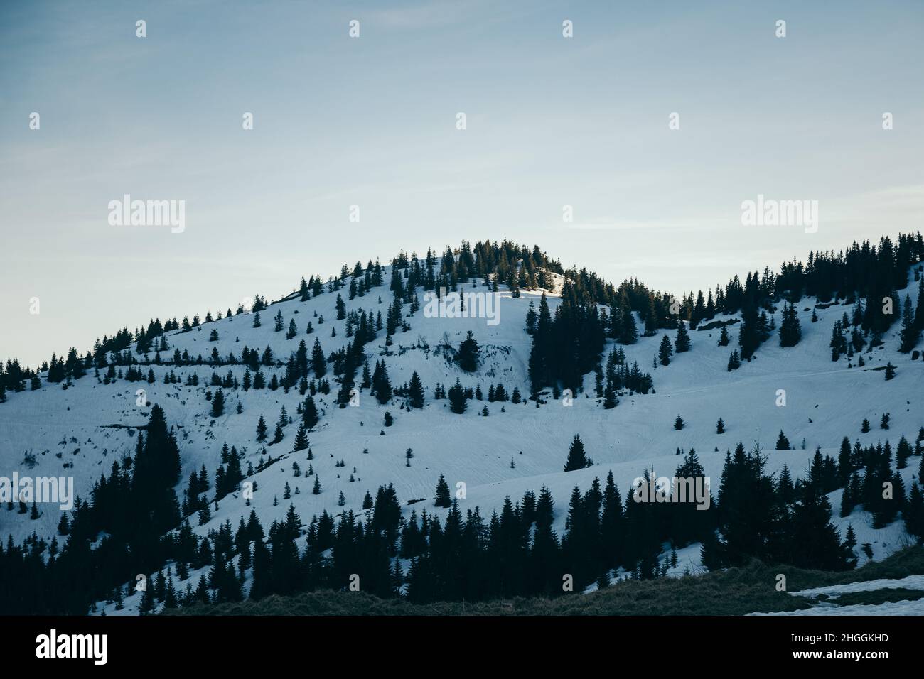 Snow-capped mountains and coniferous forest on a background of peaks ...