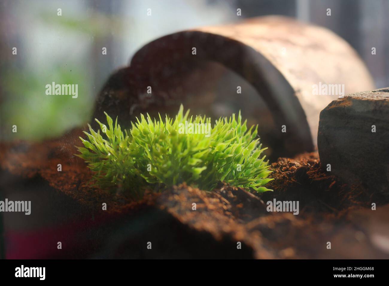 Tuft of plastic green grass perched in the animal cage to mimic the ...