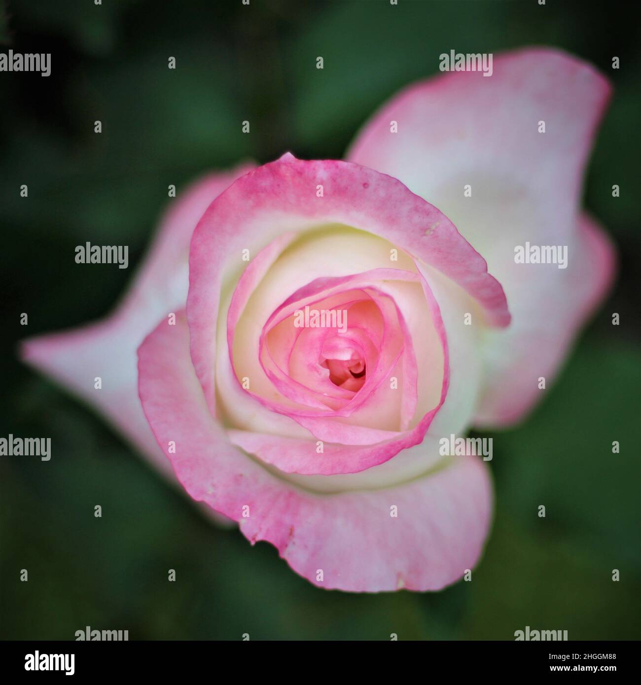 Soft rose pink hi-res stock photography and images - Alamy