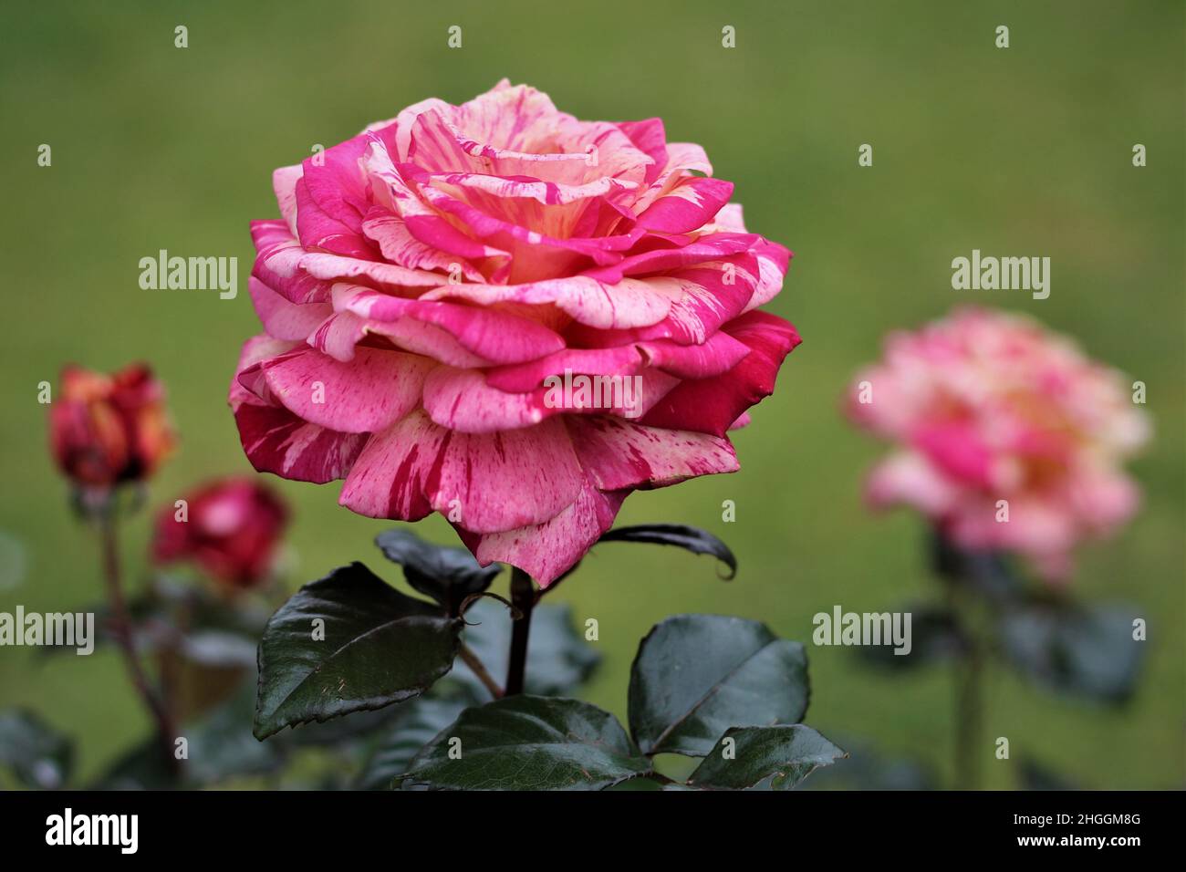 Variegated Pink Roses in Rome Rose Garden Stock Photo - Alamy