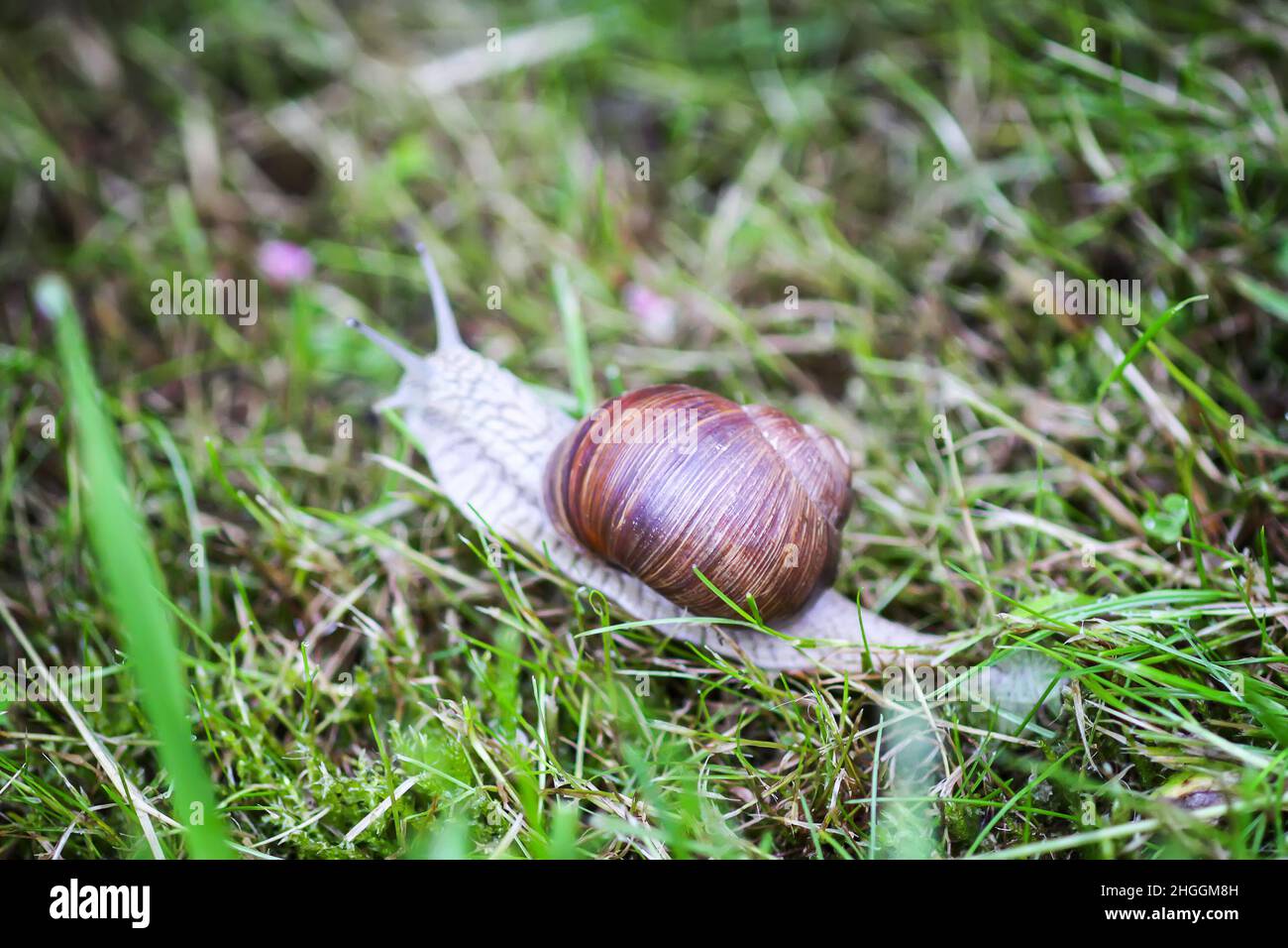 Snail crawling in summer day in a green grass Stock Photo - Alamy
