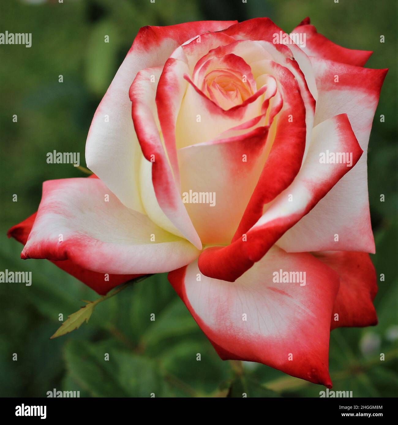 Variegated red and white rose Stock Photo - Alamy