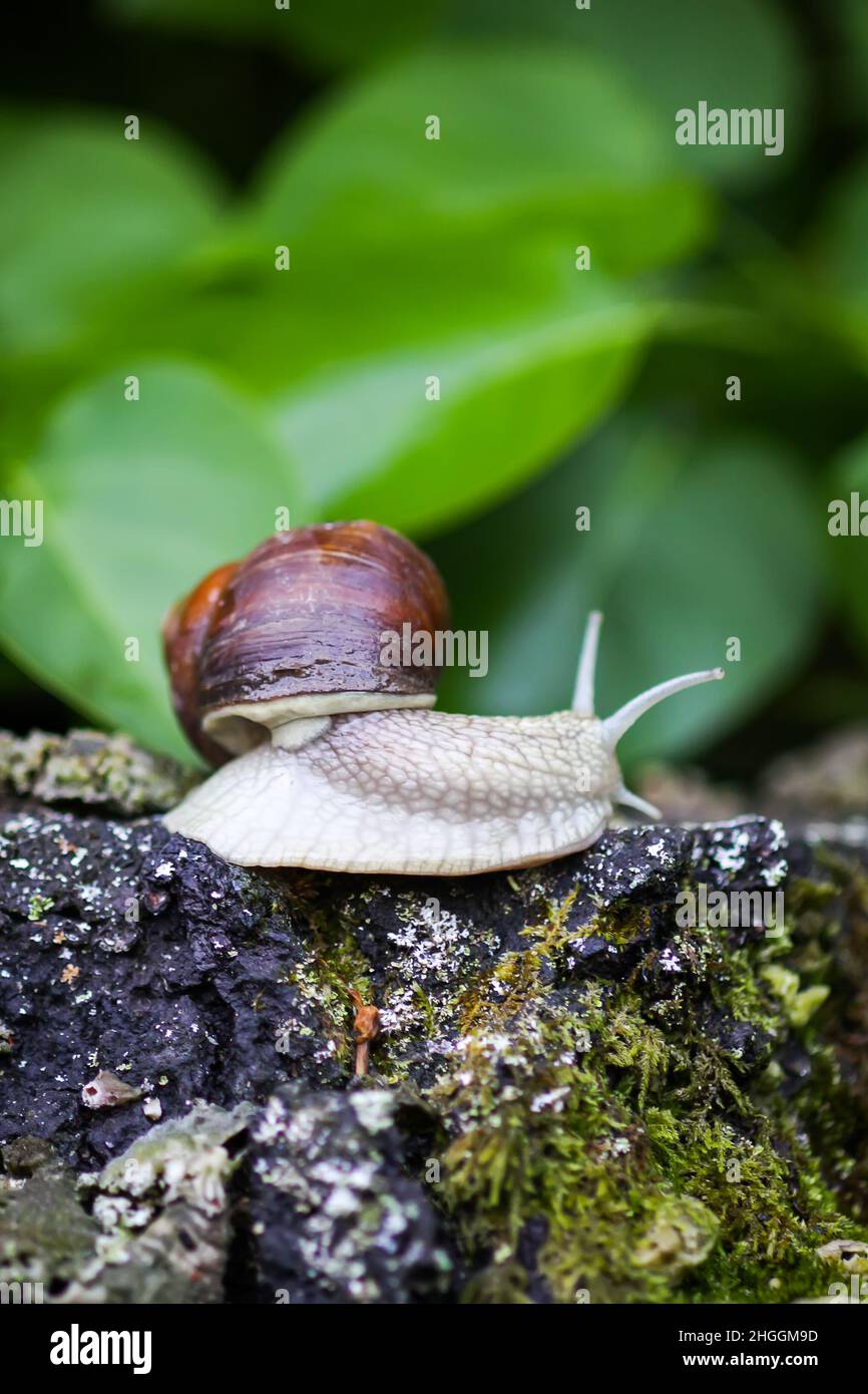 Snail crawling in summer day on a birch tree stump Stock Photo - Alamy