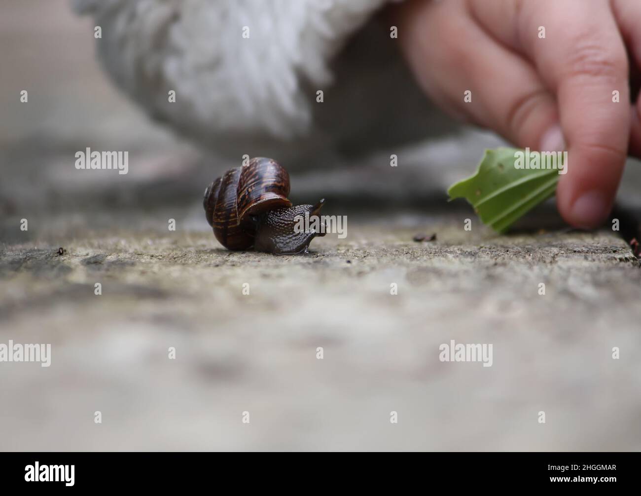 A child touching a snail crowling on the wooden surface Stock Photo - Alamy