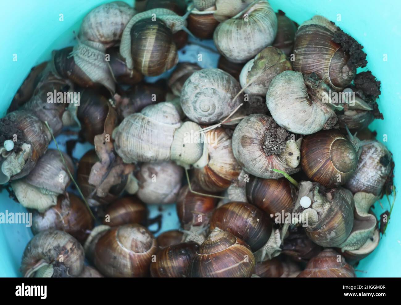 Little snails hi-res stock photography and images - Alamy