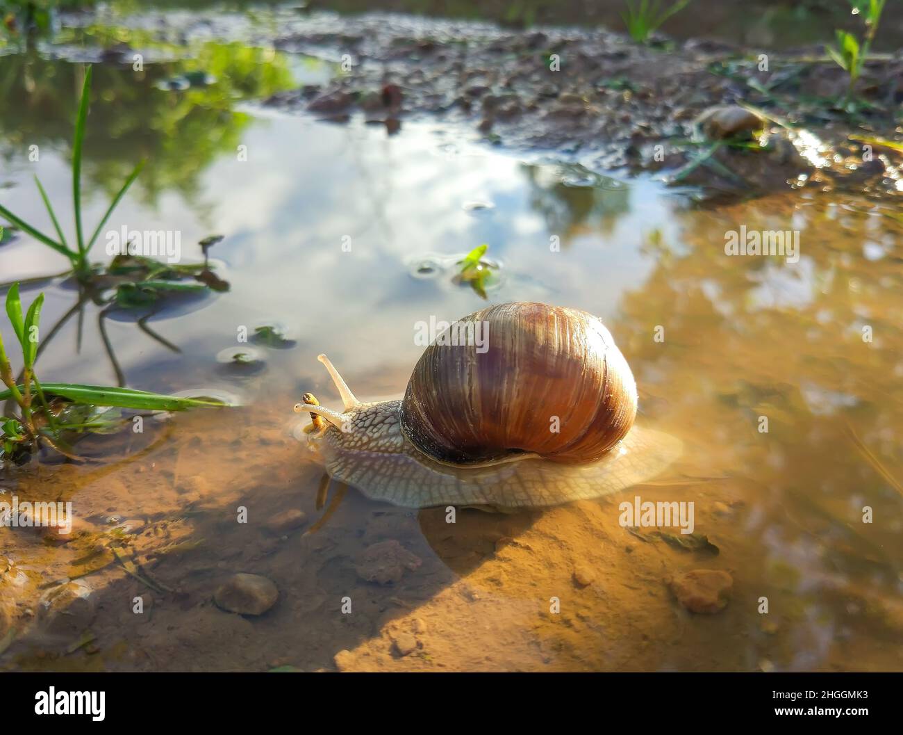 Little snail in a puddle after rain Stock Photo - Alamy