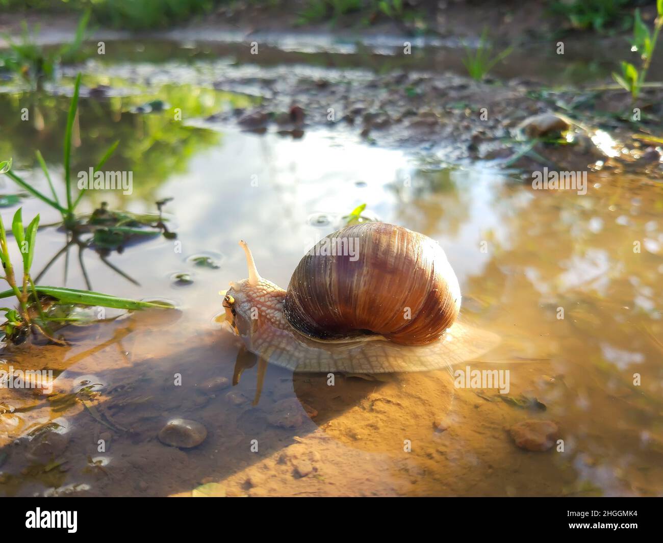 Little snail in a puddle after rain Stock Photo - Alamy
