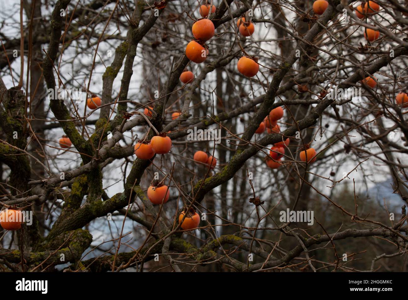 Persimmon persimmons fruits fruit in tree hi-res stock photography and ...