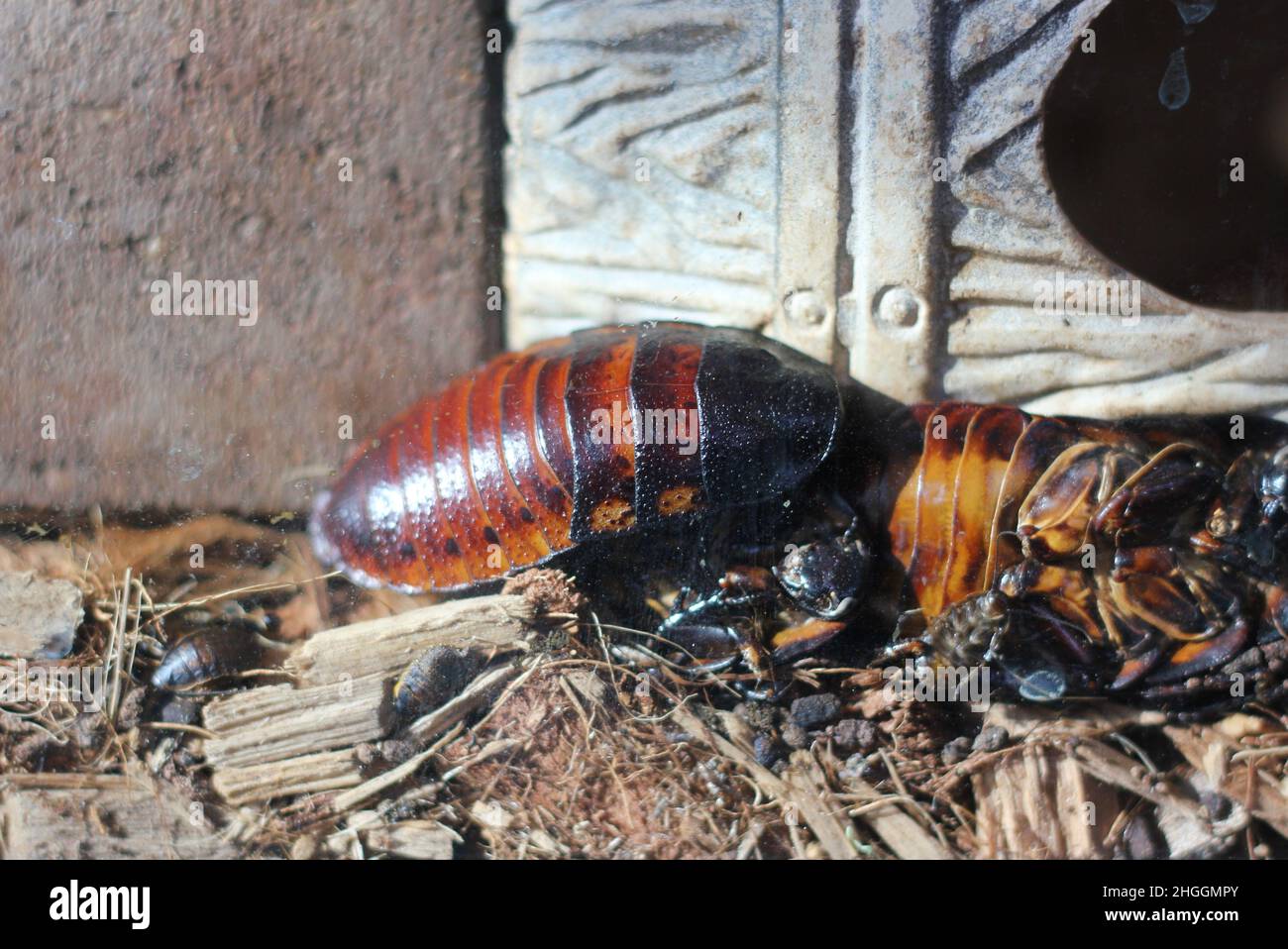 Live hissing cockroach waking around the tank Stock Photo - Alamy